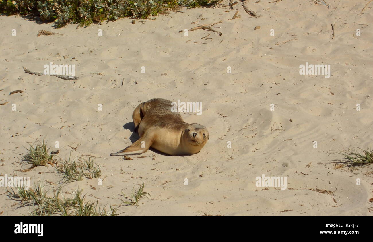 Idle seal hi-res stock photography and images - Alamy