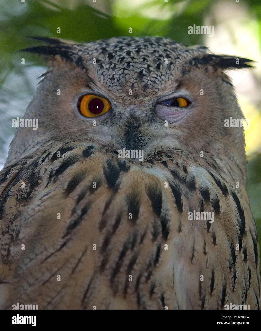 Eule animal hi-res stock photography and images - Alamy