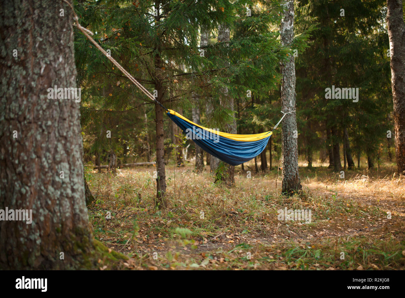 Photo of empty yellow-blue hammock in woods on summer day Stock Photo ...