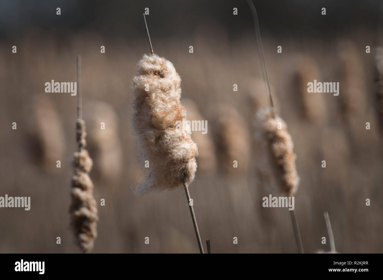 Cat tails hi-res stock photography and images - Alamy