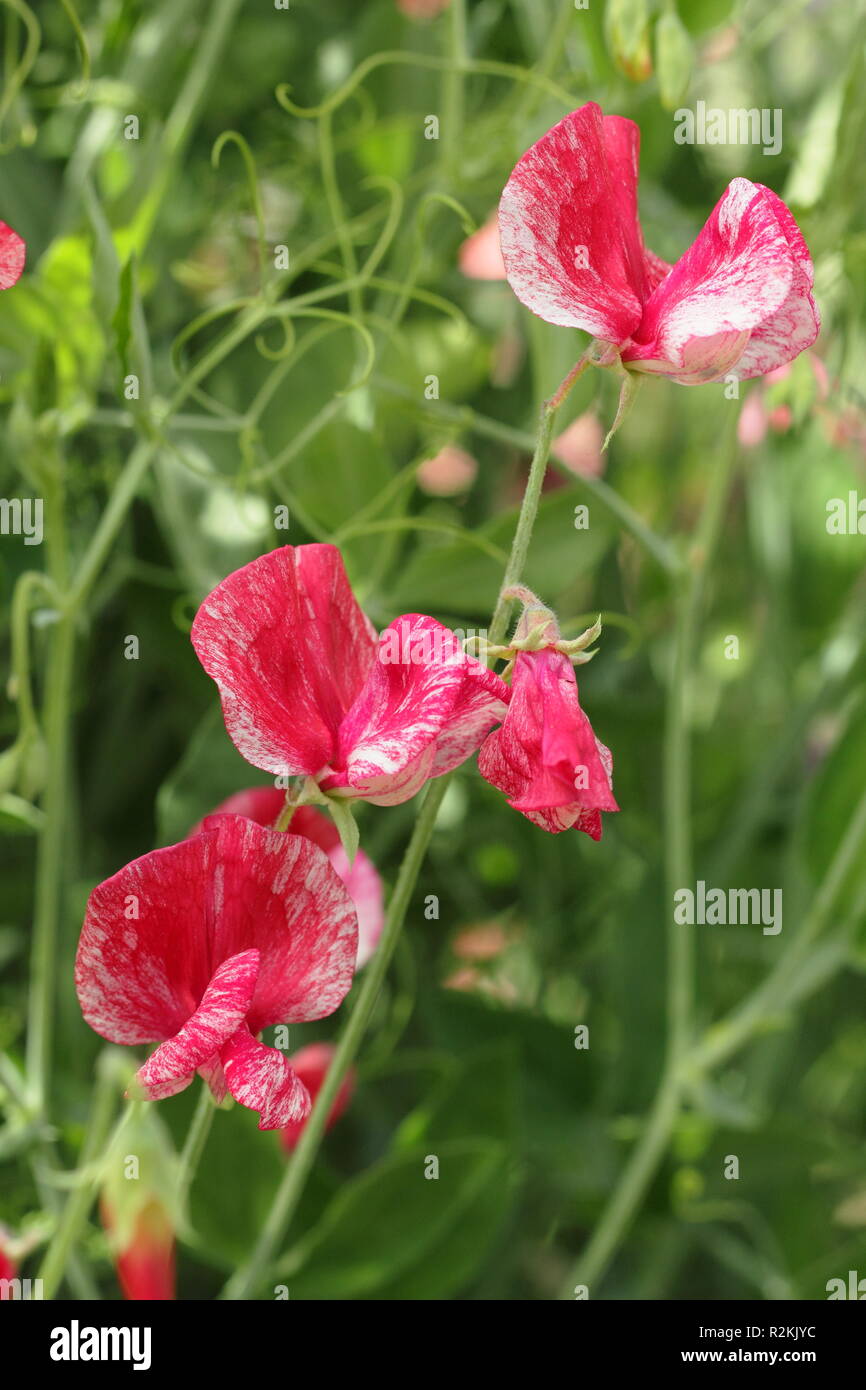 Flake sweet peas hi-res stock photography and images - Alamy
