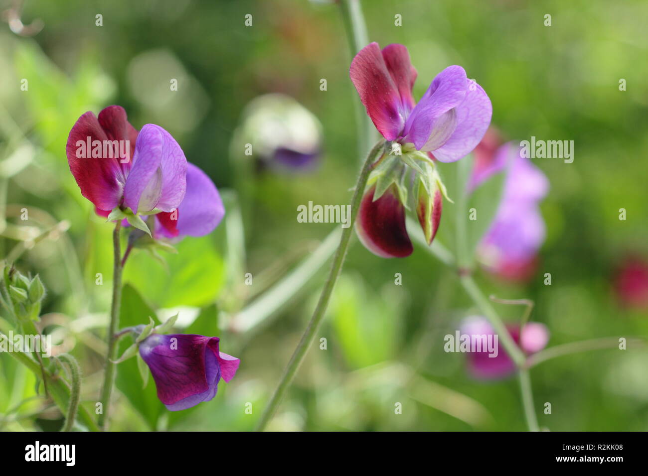 Old fashioned sweet peas hi-res stock photography and images - Alamy