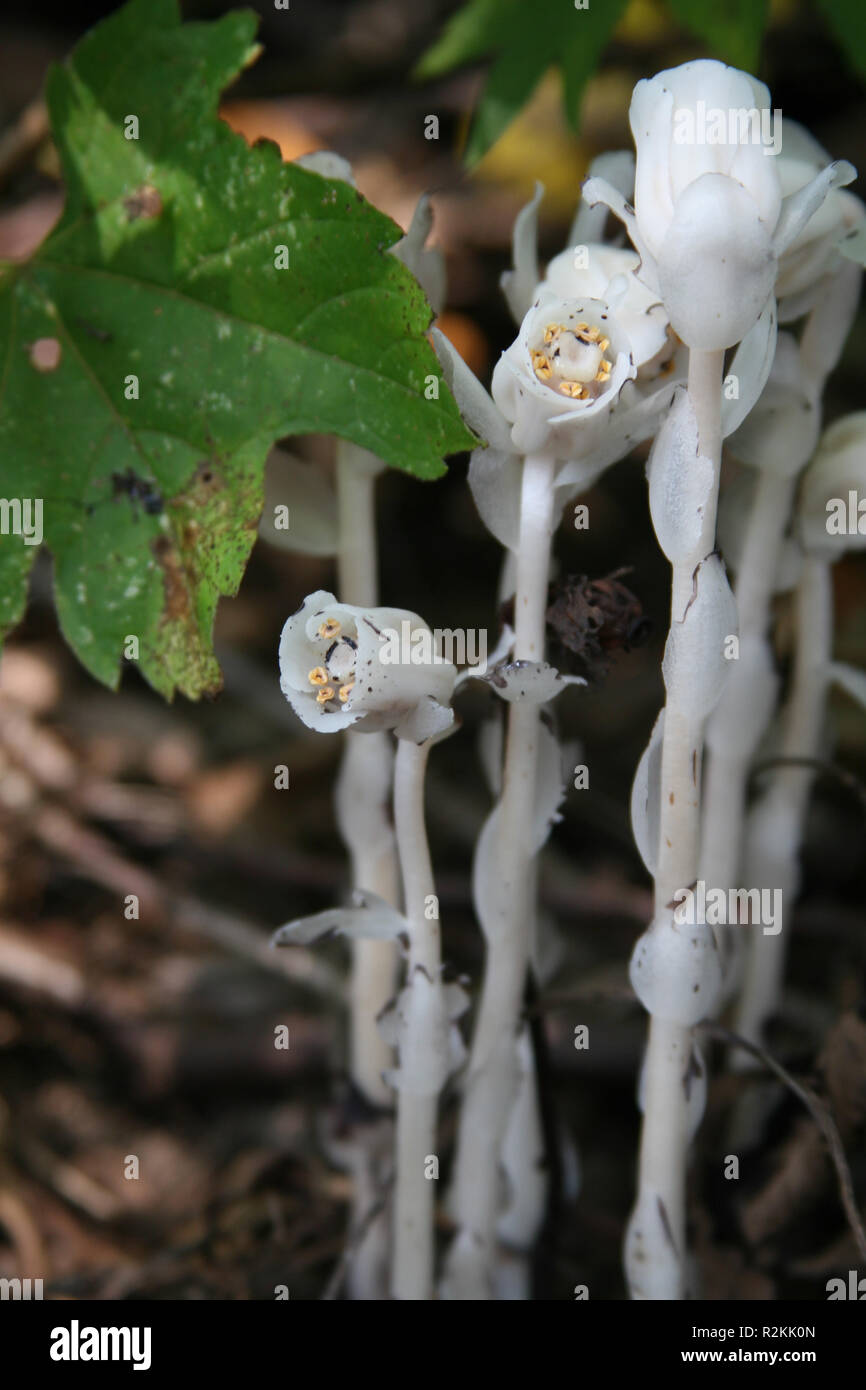 Indian pipes hi-res stock photography and images - Alamy