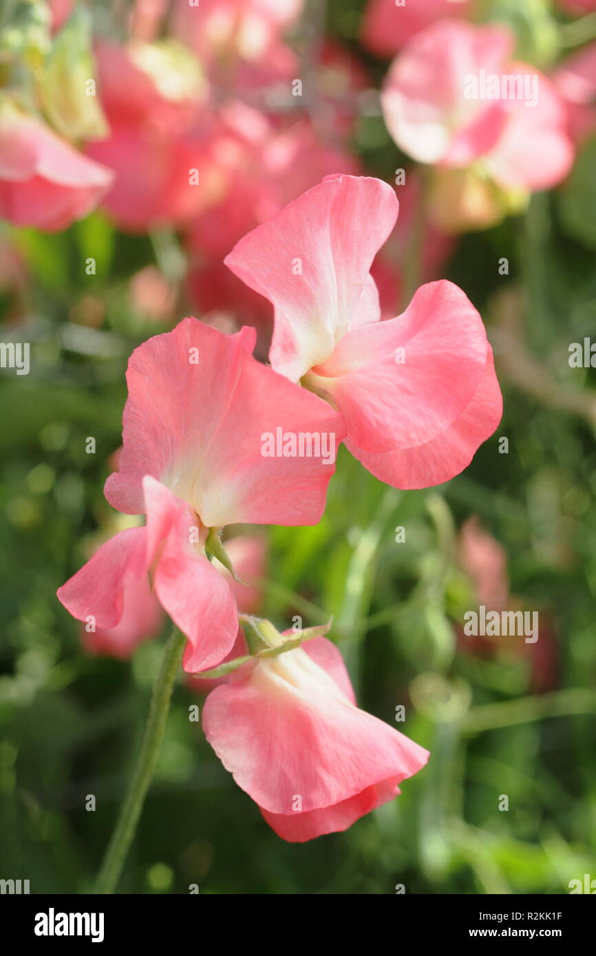 Semi gtrandiflora sweet pea hi-res stock photography and images - Alamy