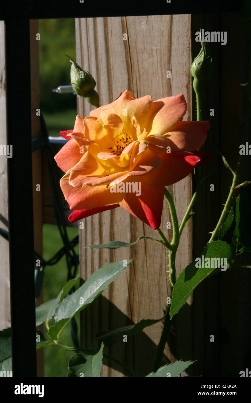 A Summer Rose Stock Photo - Alamy