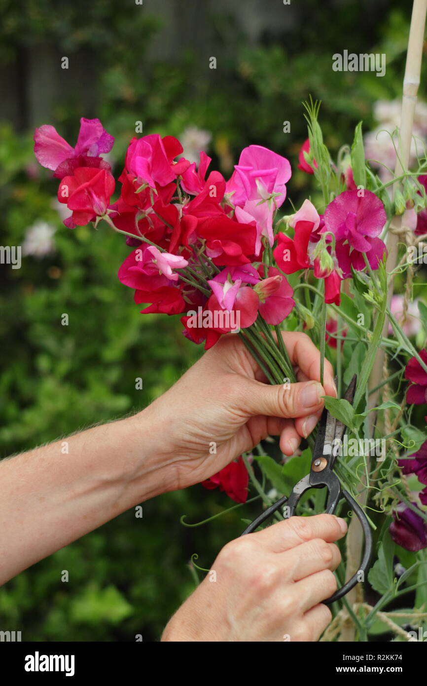 Picking sweet pea flowers hi-res stock photography and images - Alamy