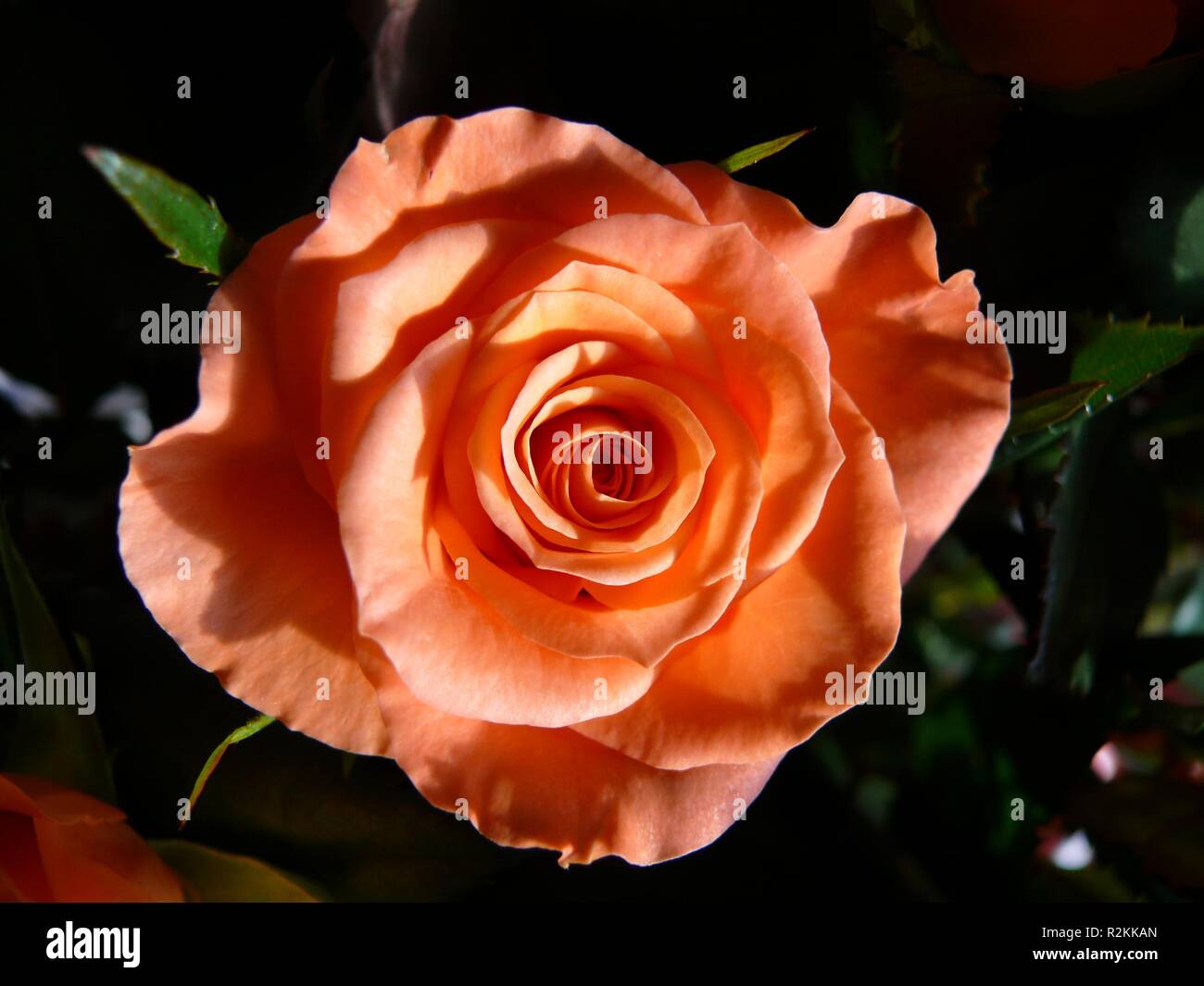 Singular rose hi-res stock photography and images - Alamy