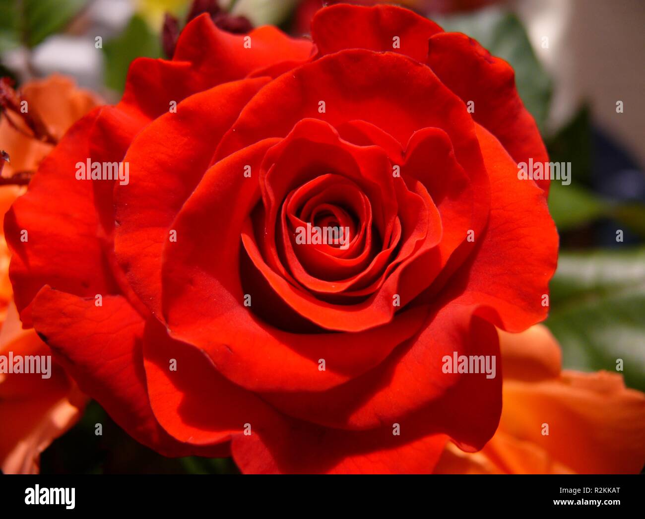 Singular rose hi-res stock photography and images - Alamy
