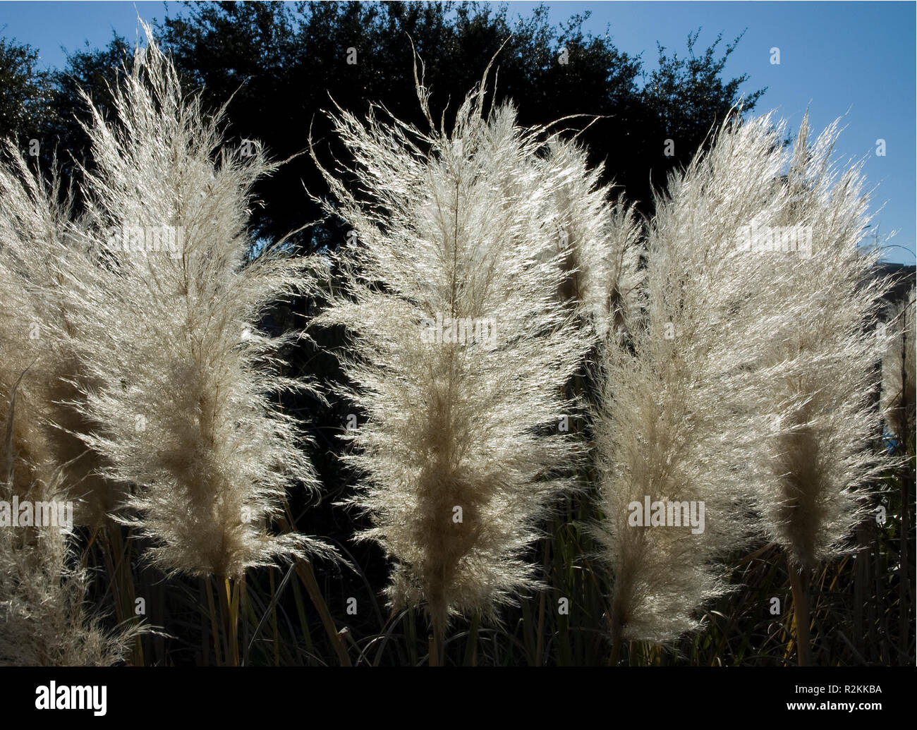 Pampas grass elephant hi-res stock photography and images - Alamy