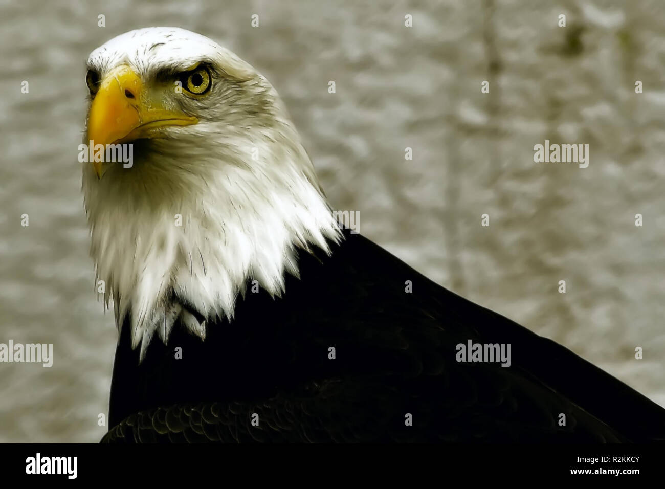 Rare raptor hi-res stock photography and images - Alamy