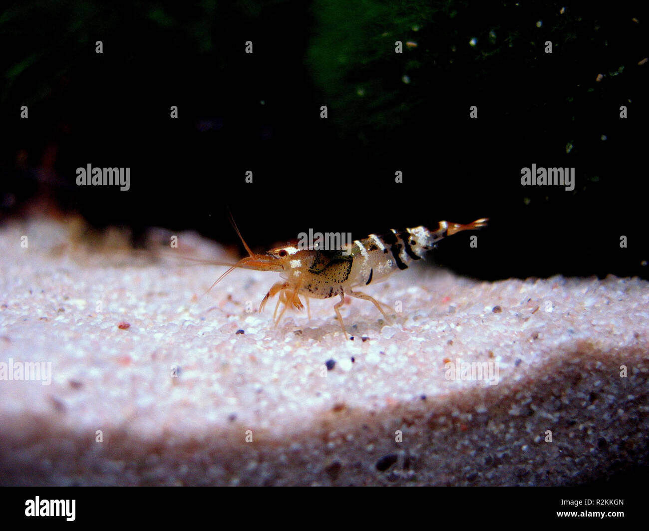 Crustaceen hi-res stock photography and images - Alamy
