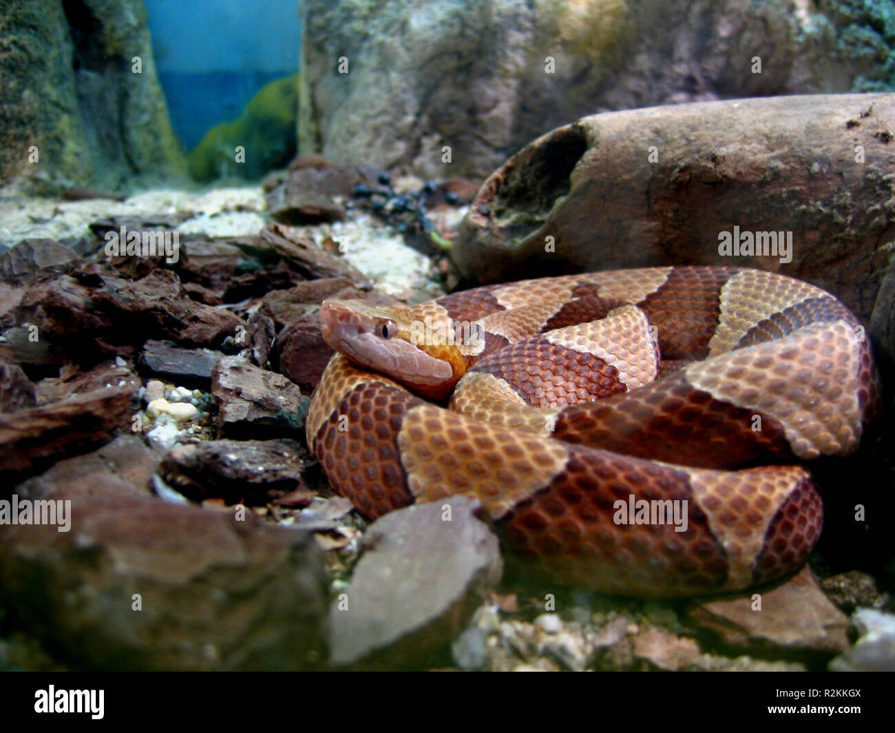 Picture of snake hi-res stock photography and images - Alamy