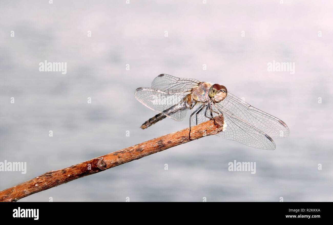 Dragonfly landed hi-res stock photography and images - Alamy