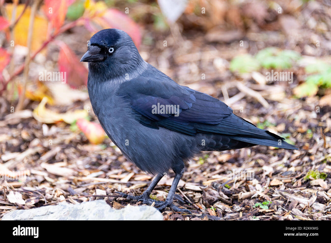 Cheeky crow hi-res stock photography and images - Alamy