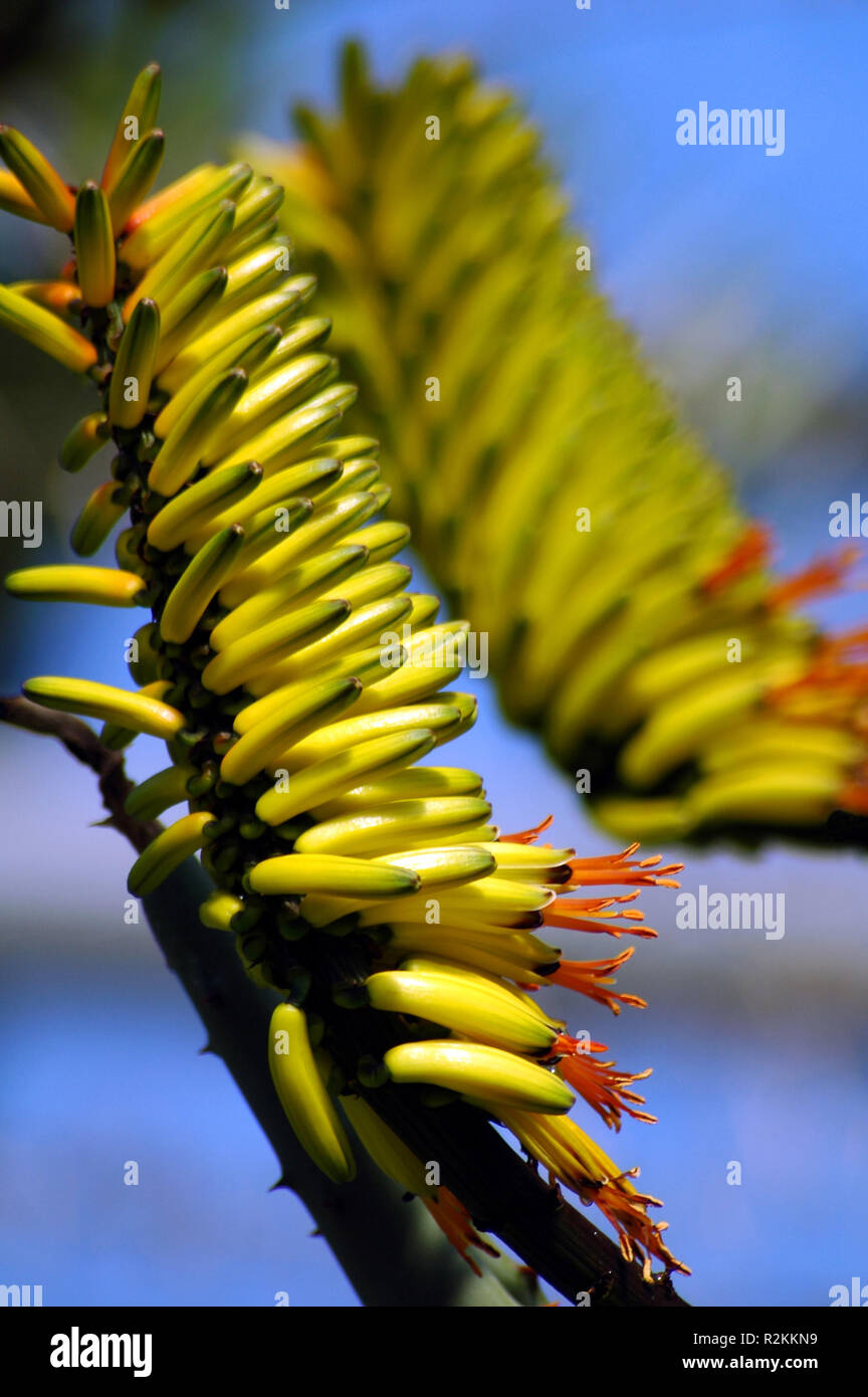 Aloe spectabilis hi-res stock photography and images - Alamy