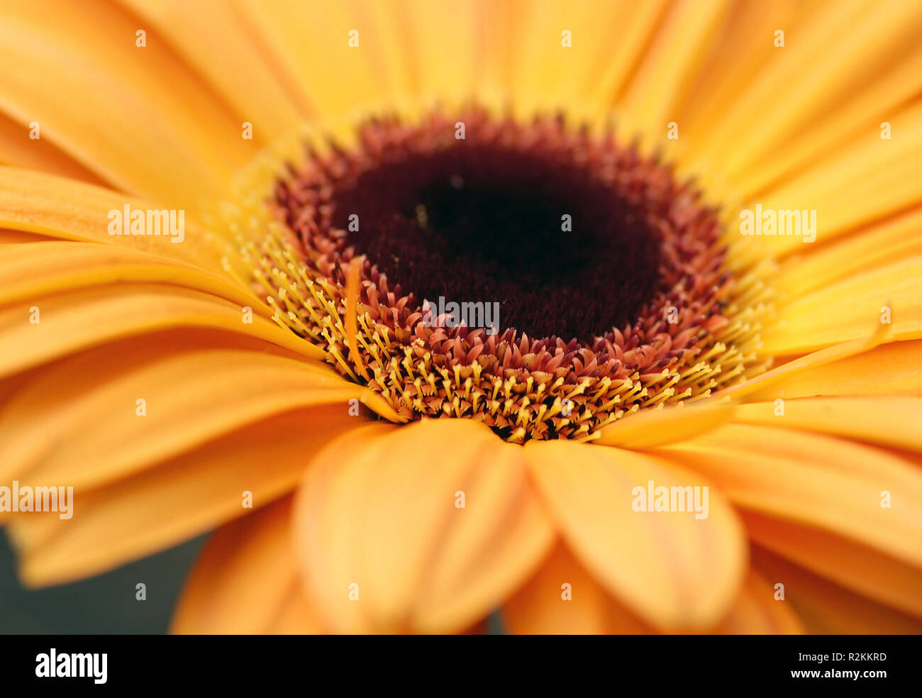 very fine structures in the center of Stock Photo - Alamy