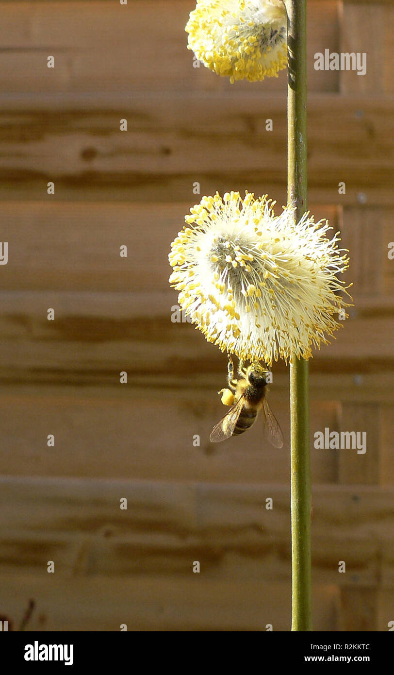 Hanging bee hi-res stock photography and images - Alamy