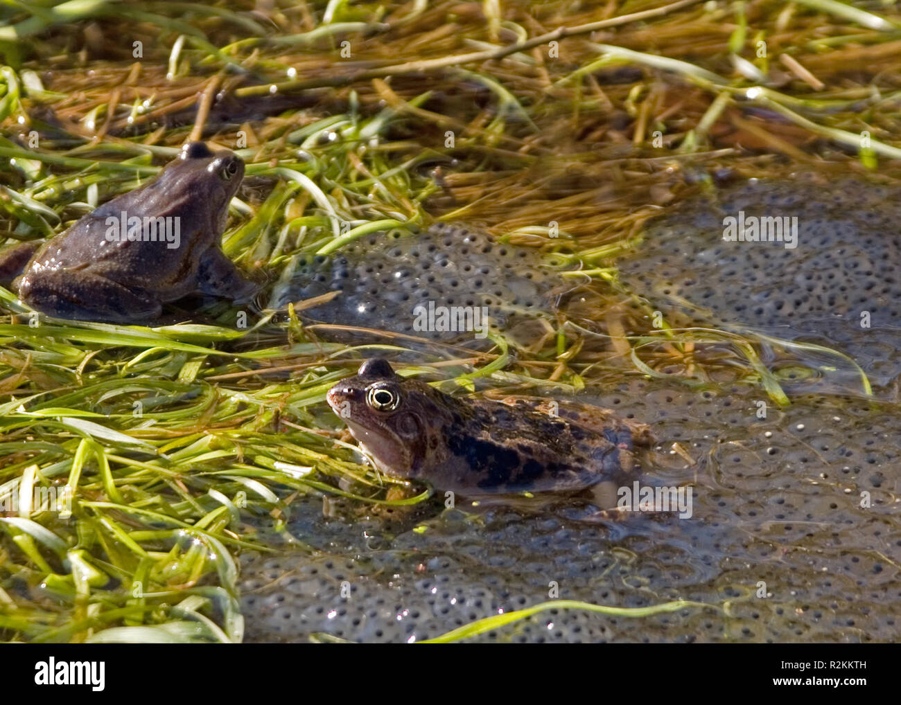 Proud frog hi-res stock photography and images - Alamy