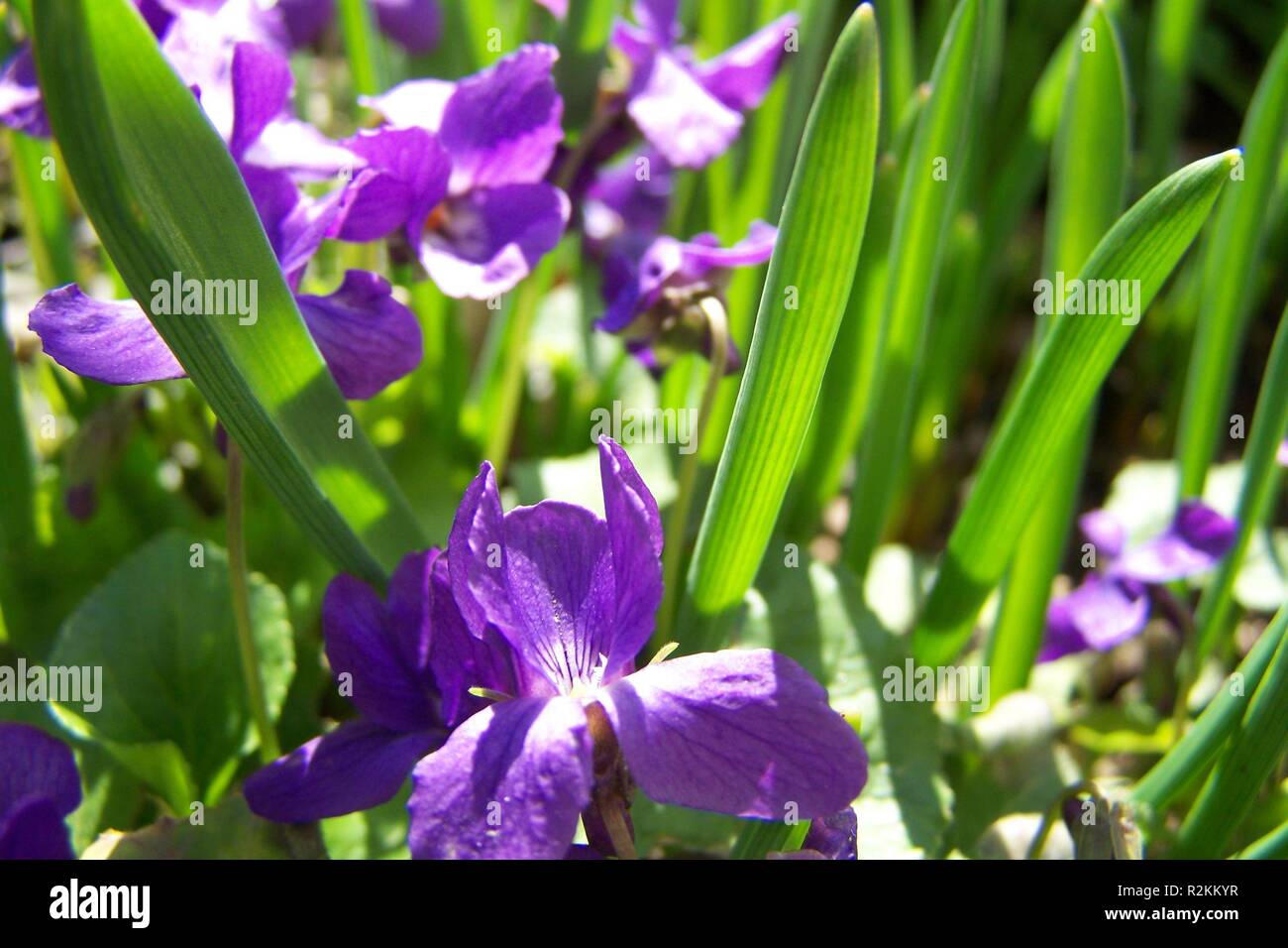 Flechettes hi-res stock photography and images - Alamy