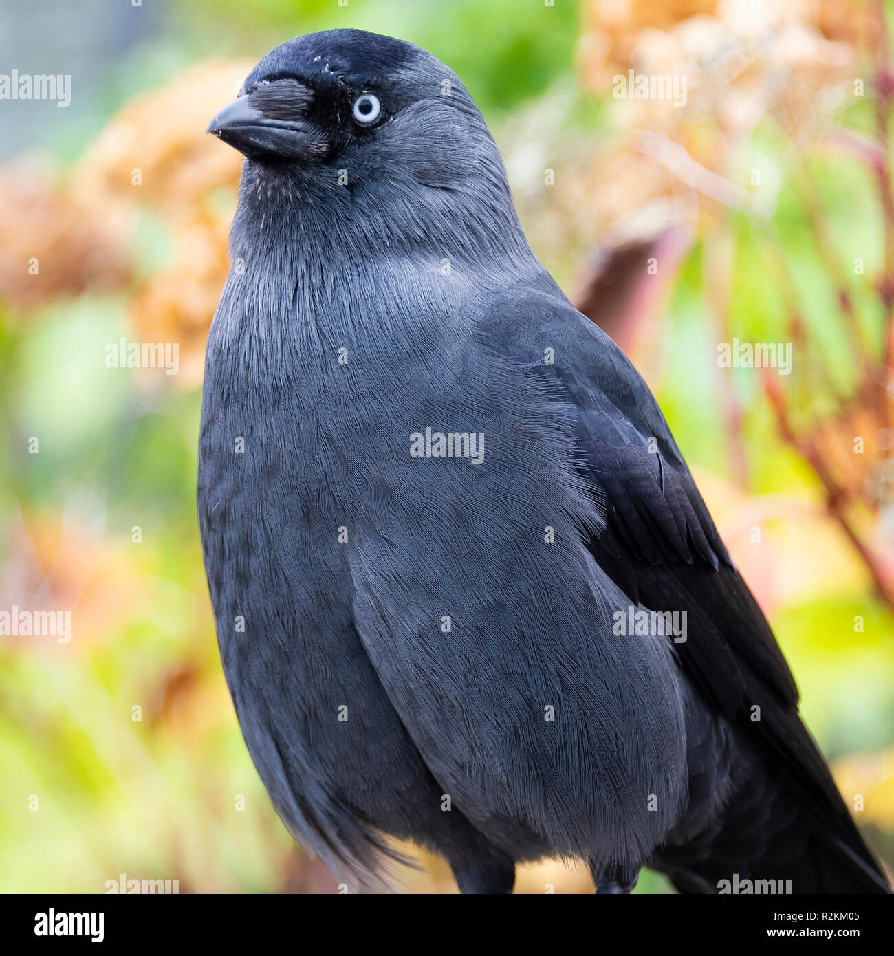 Cheeky crow hi-res stock photography and images - Alamy