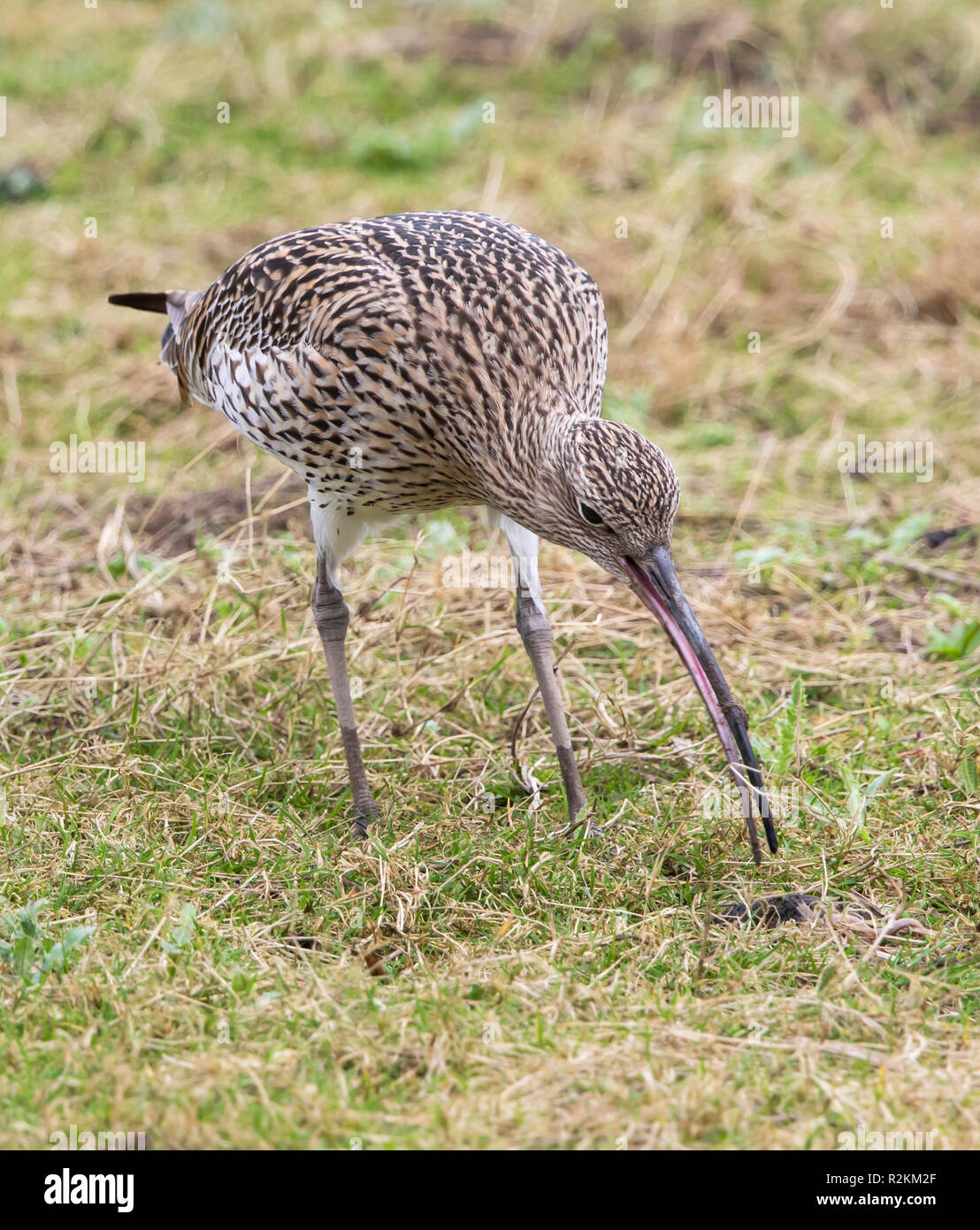 Curlew feeding in the grasslands Stock Photo - Alamy
