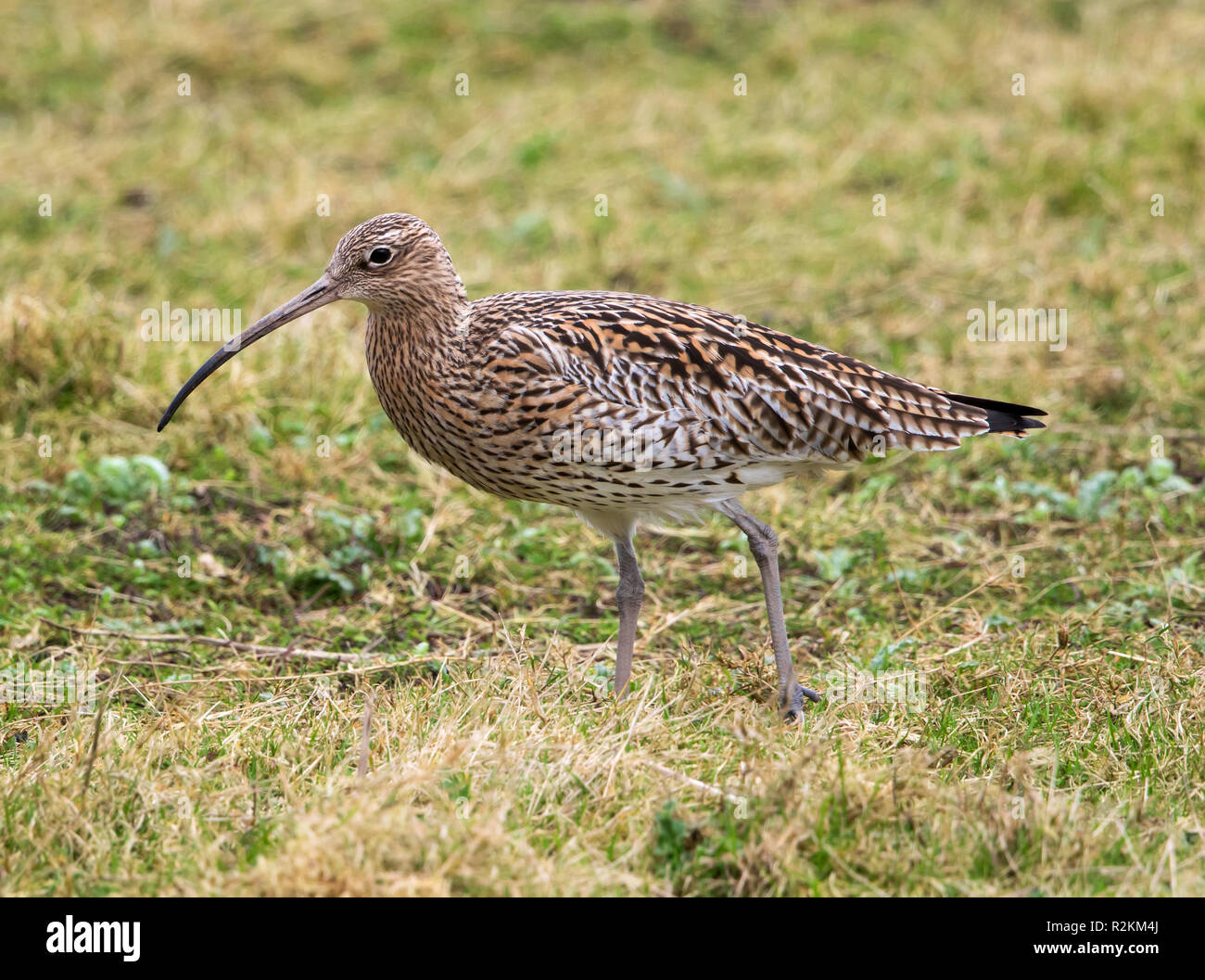 Curlew feeding in the grasslands Stock Photo - Alamy