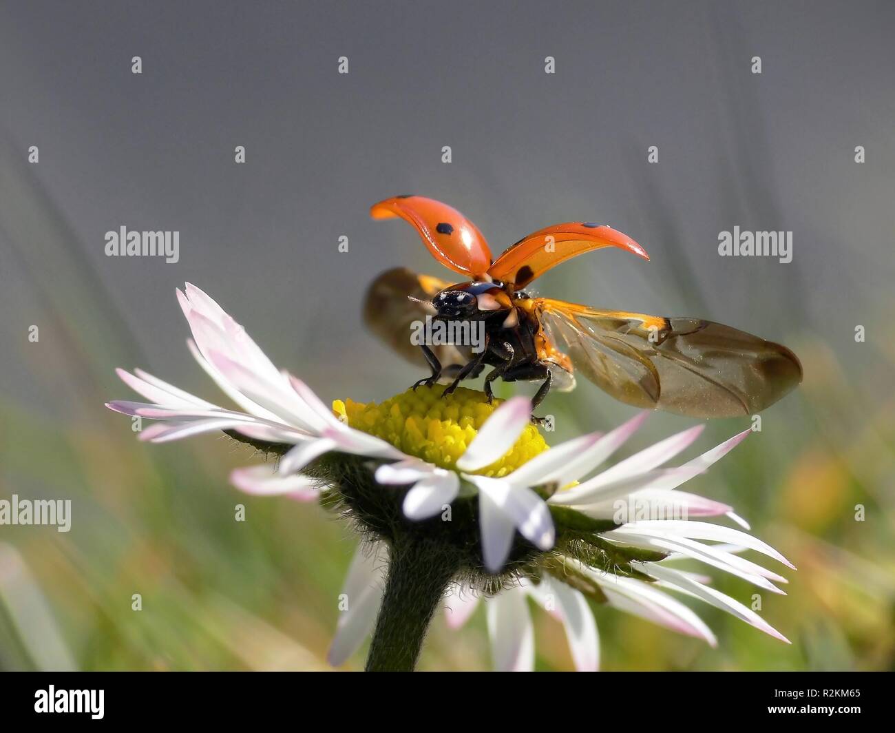 Sun gla hi-res stock photography and images - Alamy