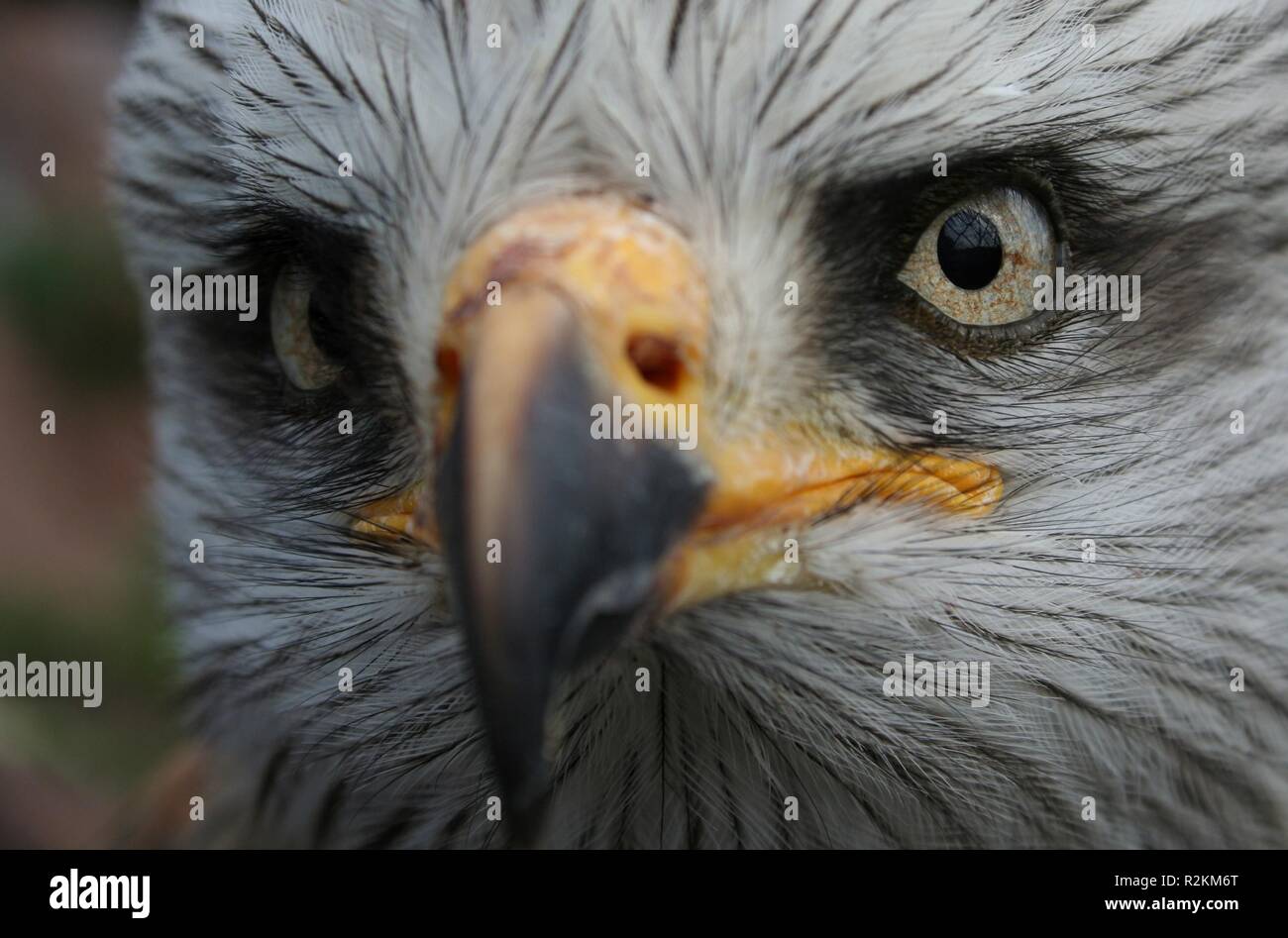 Animal bird animals eye hi-res stock photography and images - Alamy