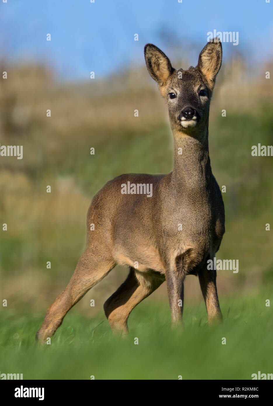 Doe looking hi-res stock photography and images - Alamy