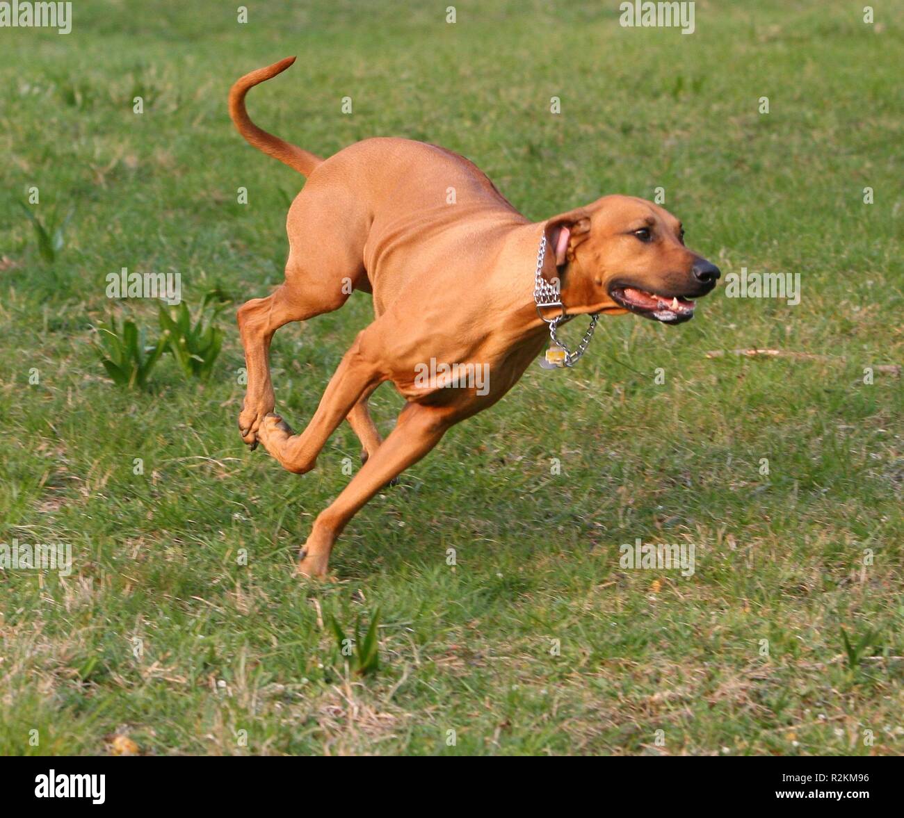 Rhodesian Ridgeback Attack