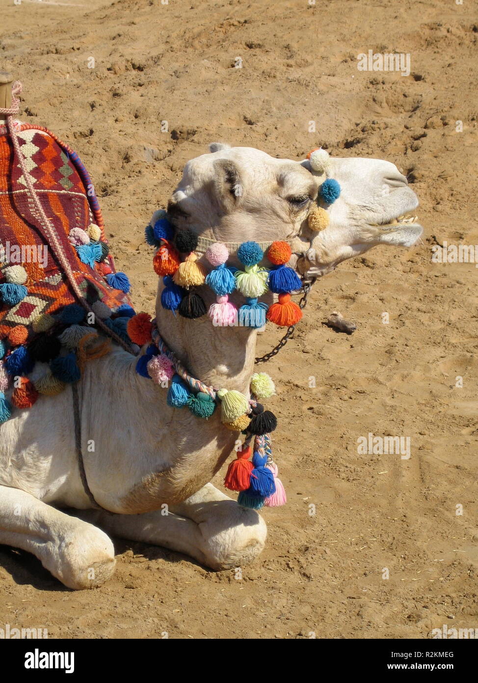 Camel coloured hi-res stock photography and images - Alamy