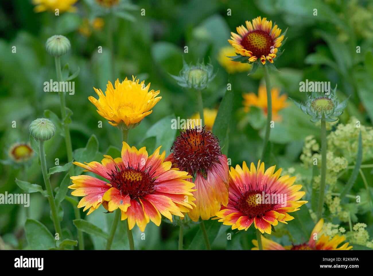 childhood,maturity,old age Stock Photo - Alamy