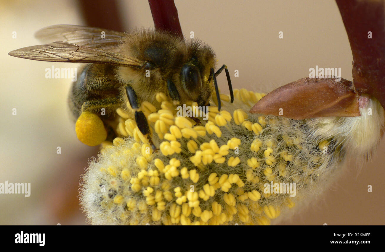 Weeping wing hi-res stock photography and images - Alamy