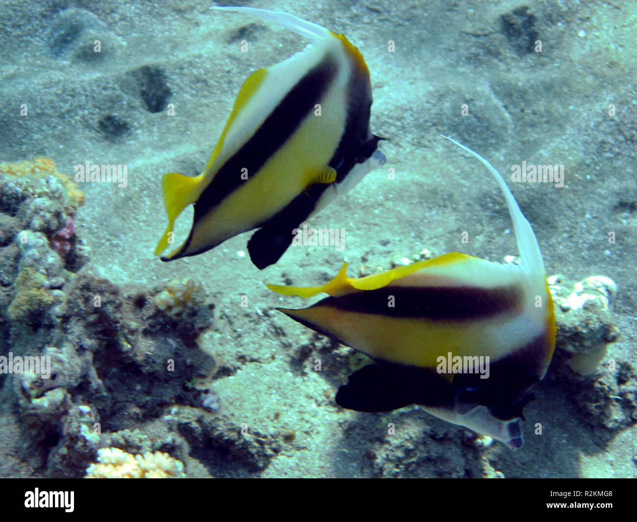 Wimpelfische hi-res stock photography and images - Alamy