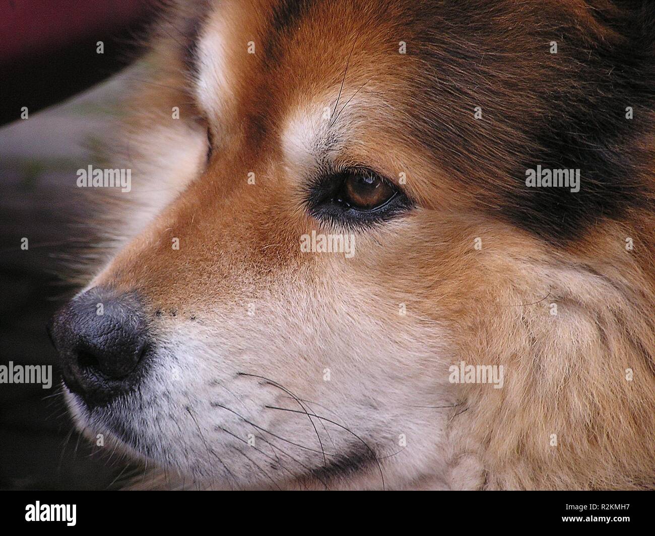 Pointed profile hi-res stock photography and images - Alamy