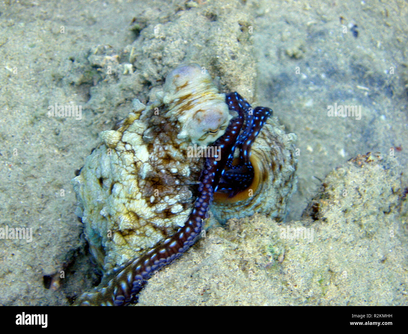 Octopi swimming hi-res stock photography and images - Alamy