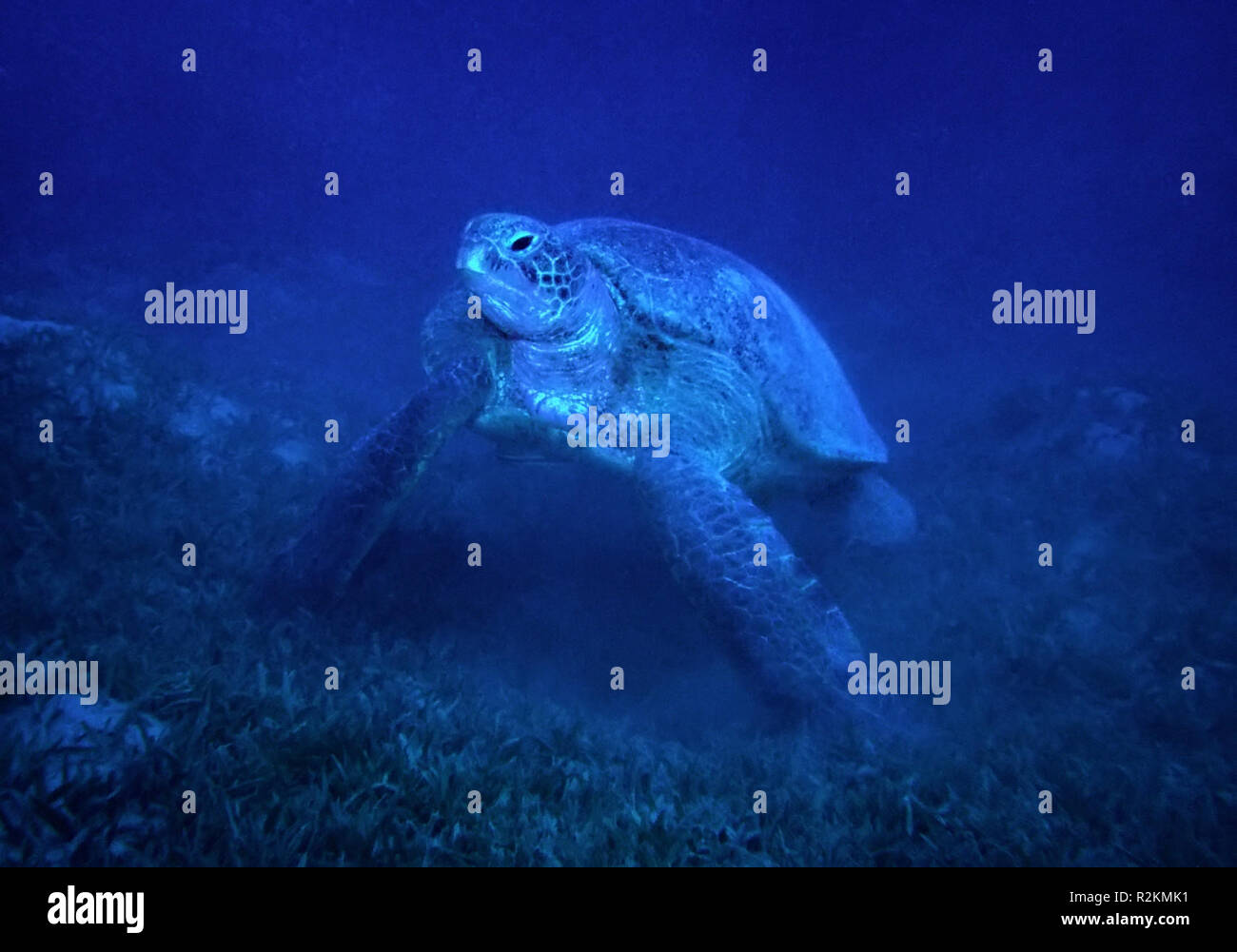 starting sea turtle Stock Photo - Alamy