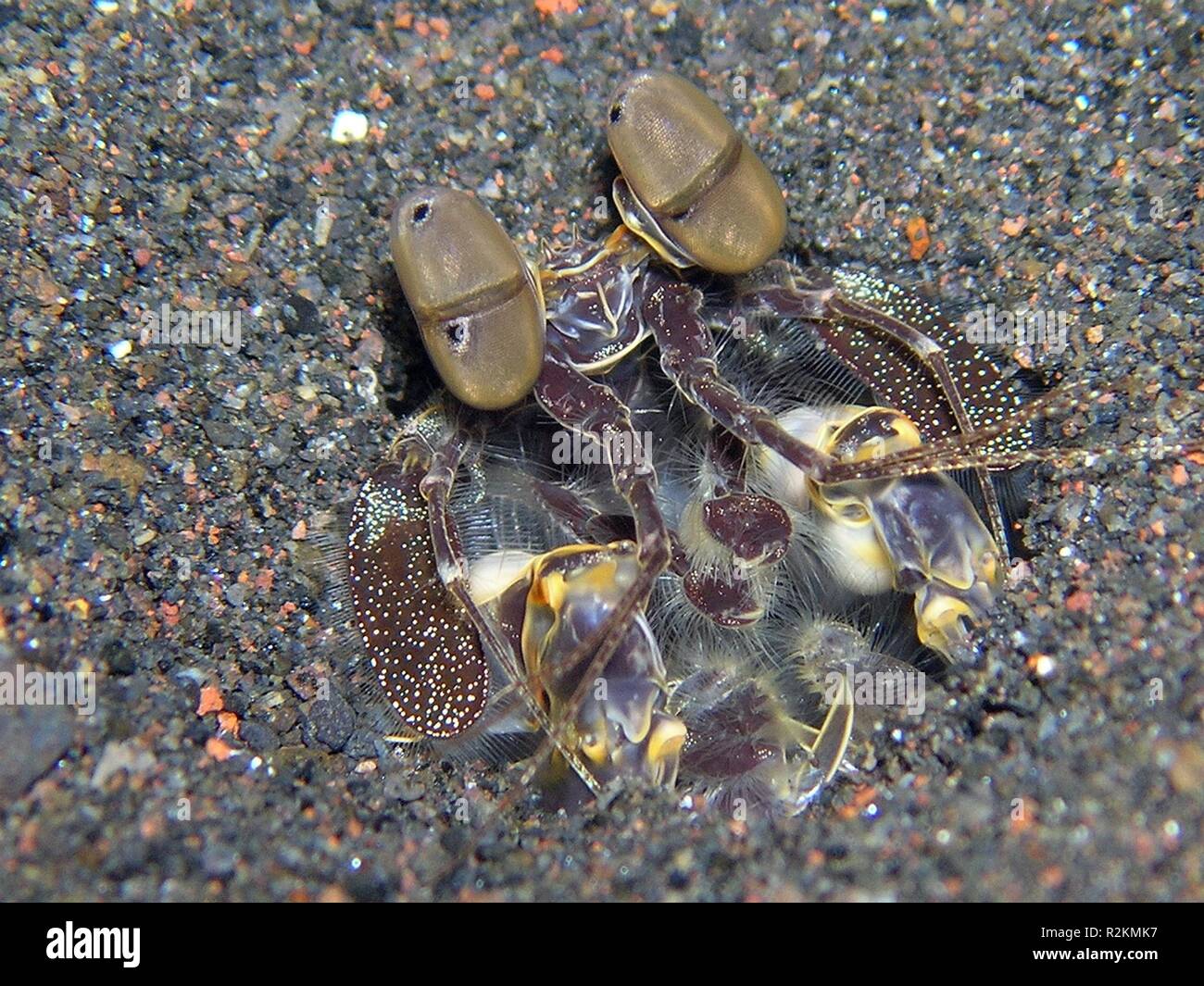 Mantis Shrimp Prey High Resolution Stock Photography and Images - Alamy