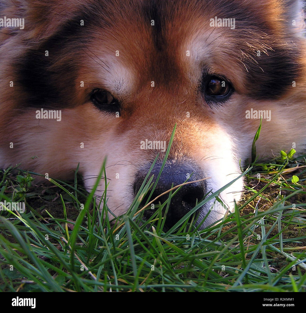 Sick animal skin hi-res stock photography and images - Alamy
