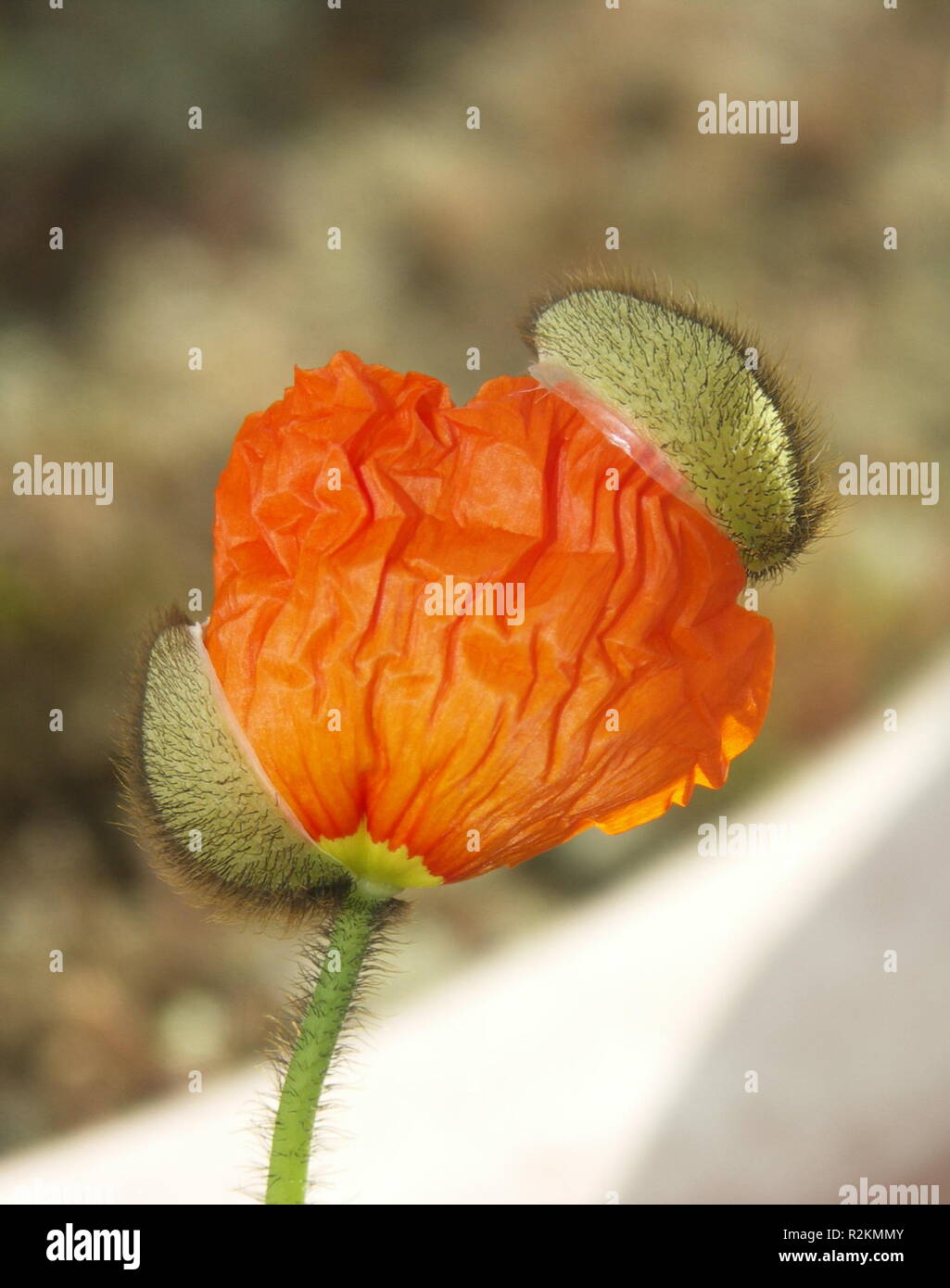 Poppy opening hi-res stock photography and images - Alamy