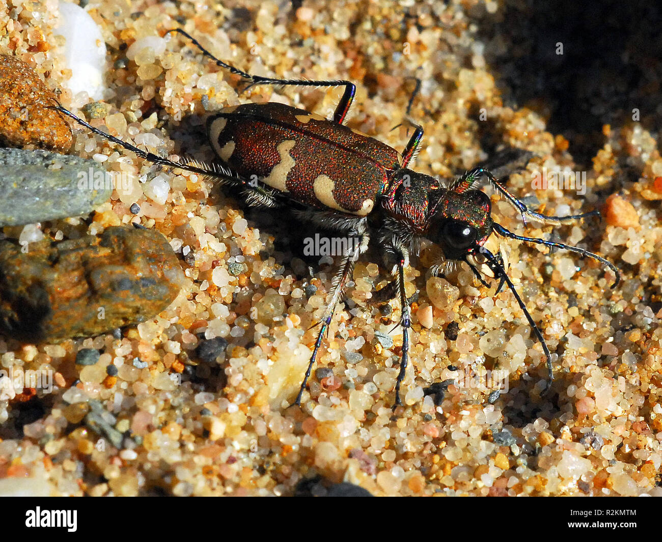 Insects ground soil earth humus hi-res stock photography and images - Alamy