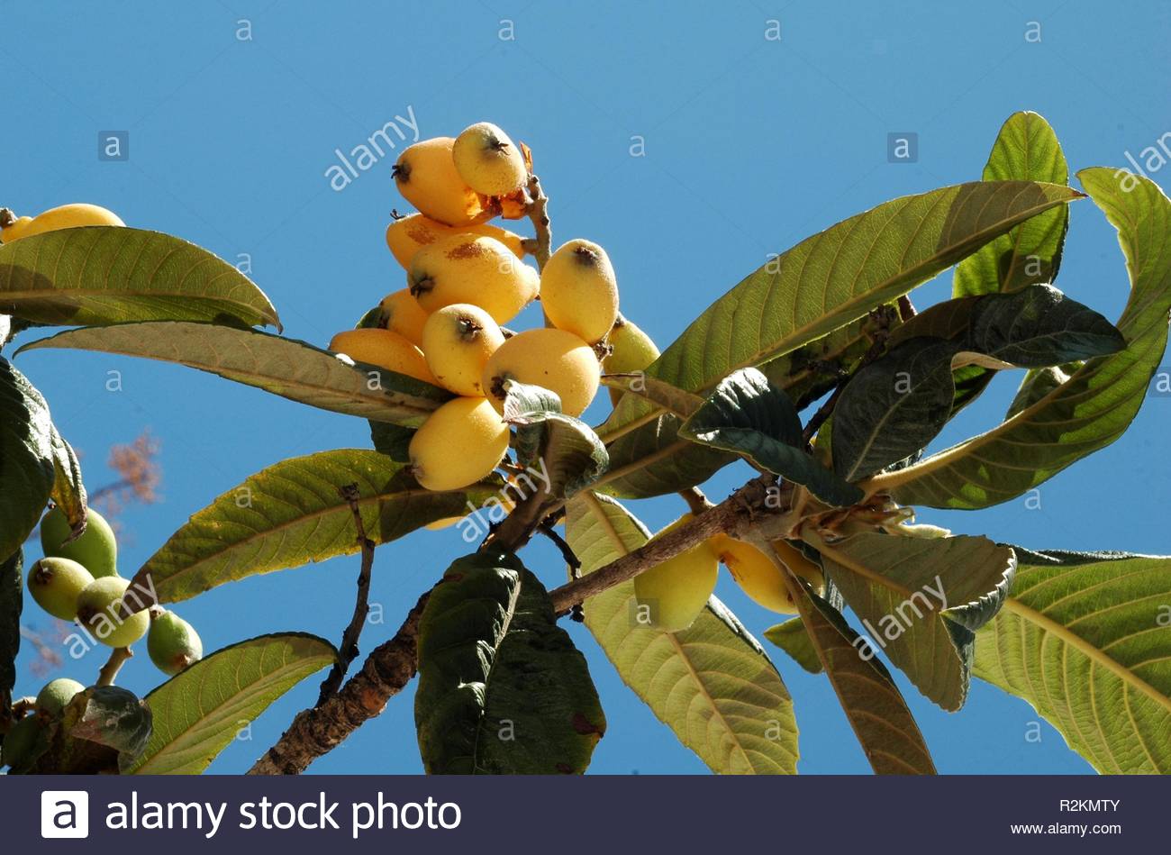 Nisperos Stock Photos & Nisperos Stock Images - Alamy