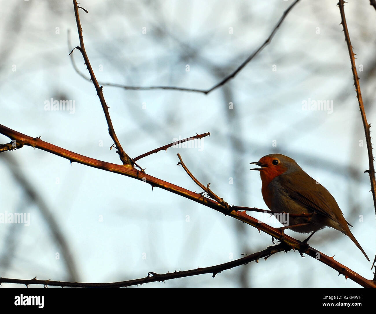 Diagonal Branches High Resolution Stock Photography and Images - Alamy