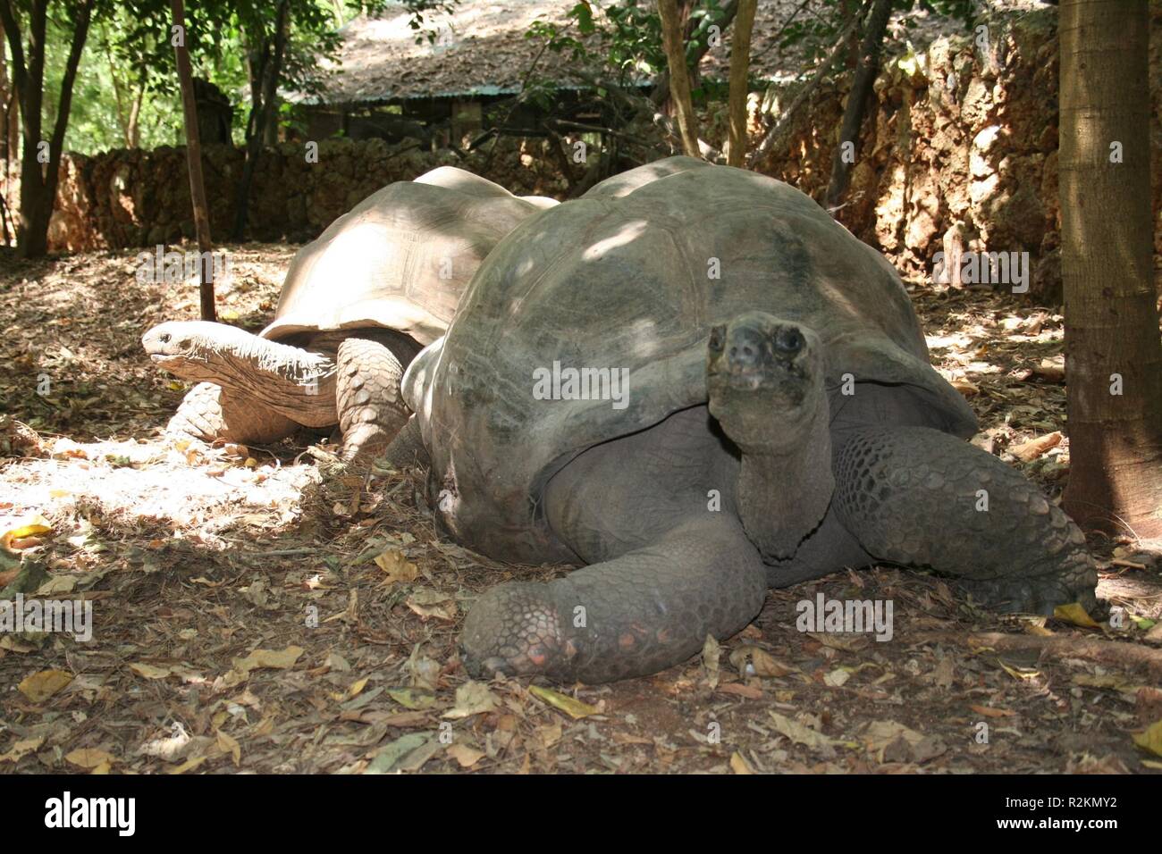 Giants turtles hi-res stock photography and images - Alamy