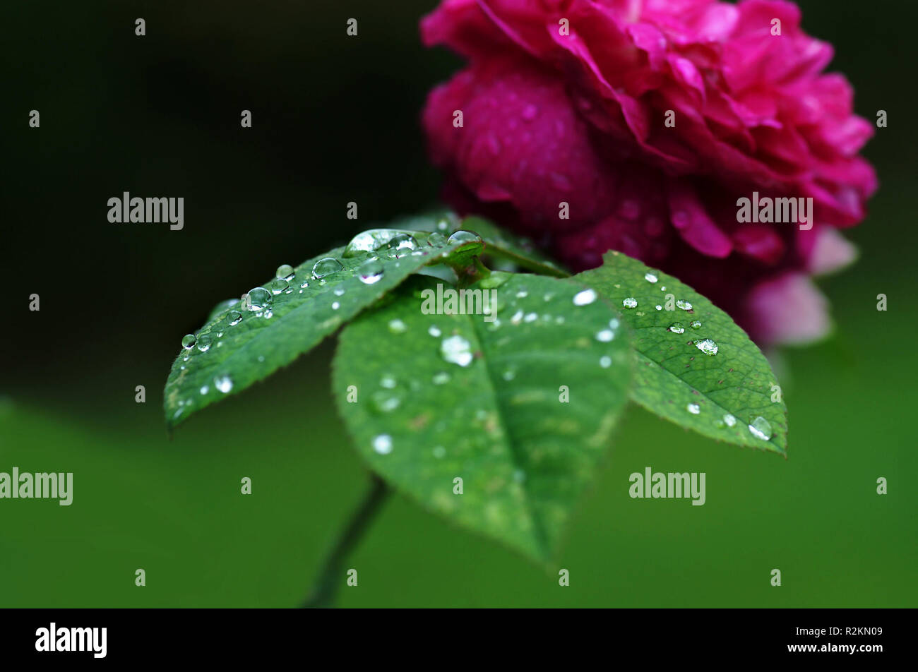 when roses cry Stock Photo - Alamy