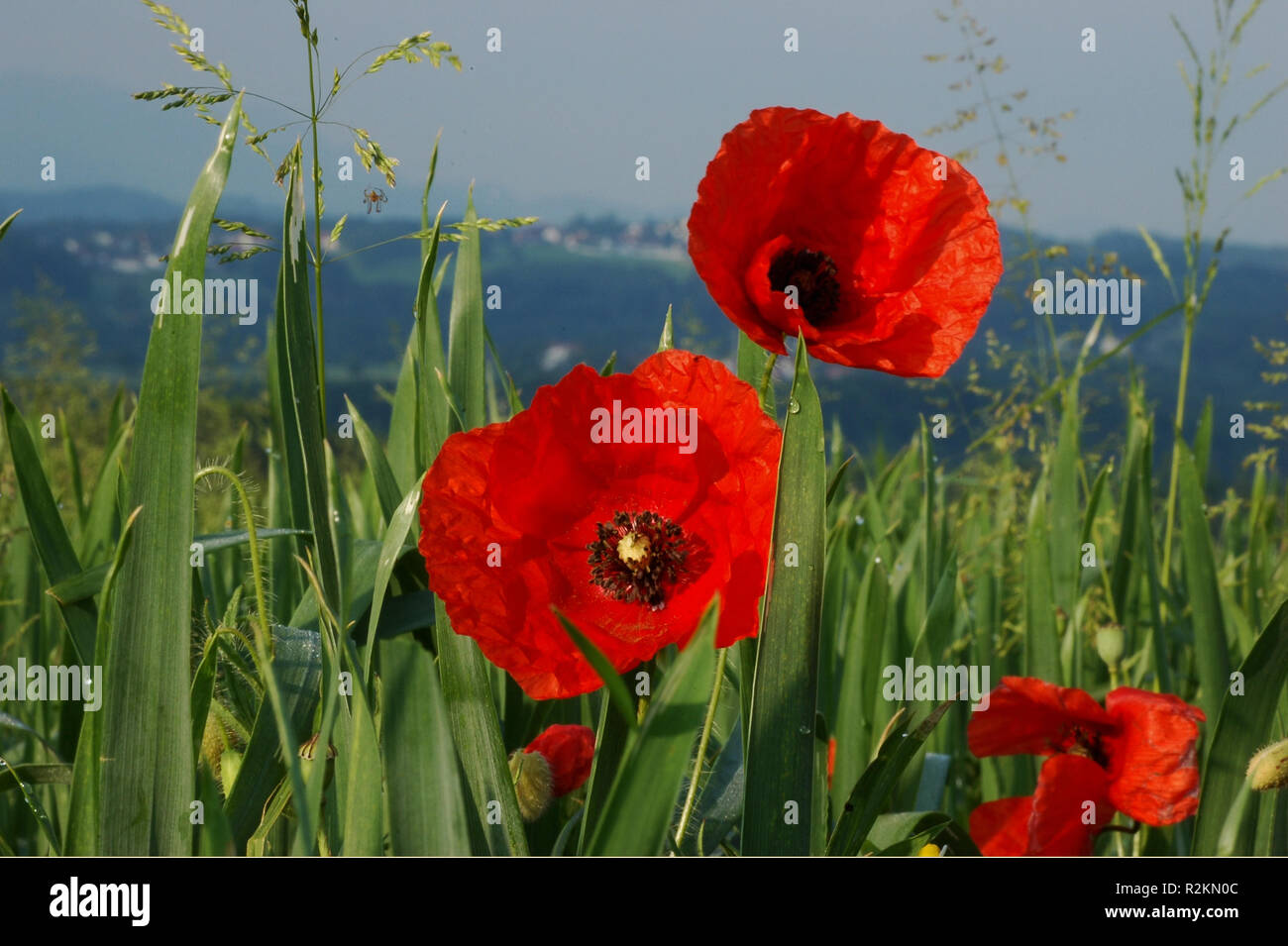Mohnblumenwiese High Resolution Stock Photography and Images - Alamy