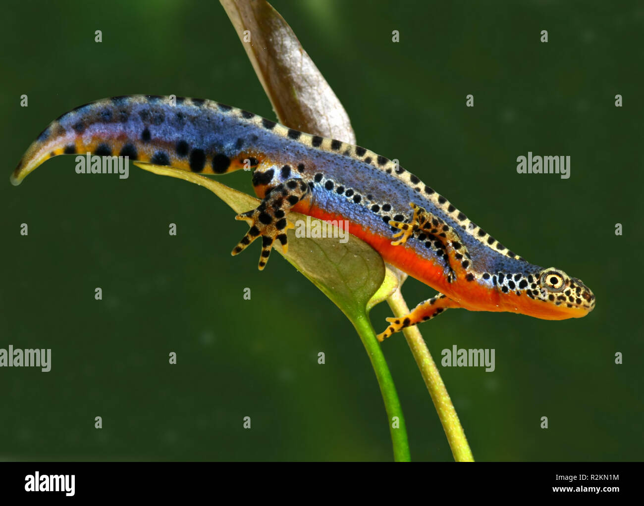 alpine newt (3 Stock Photo - Alamy
