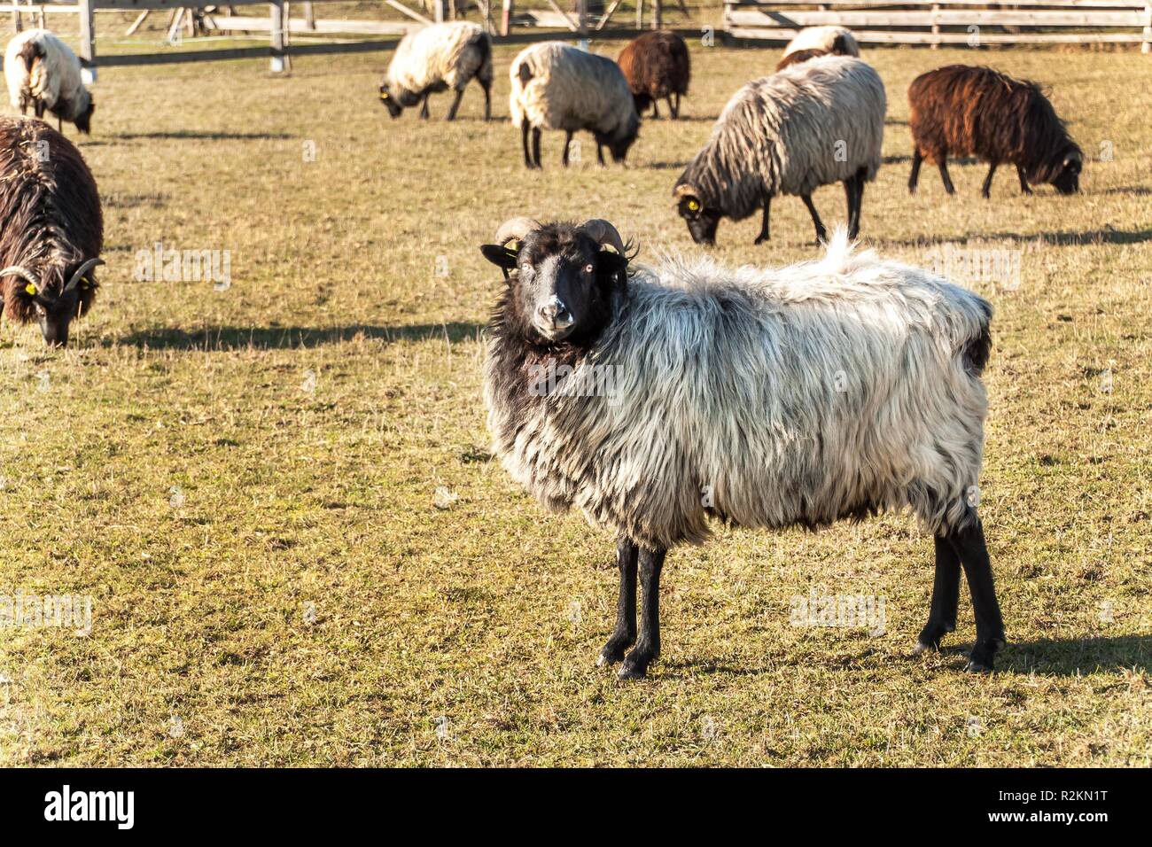 Sheep grazing on an autumn field pasture in Czech Republic. Sheep ...