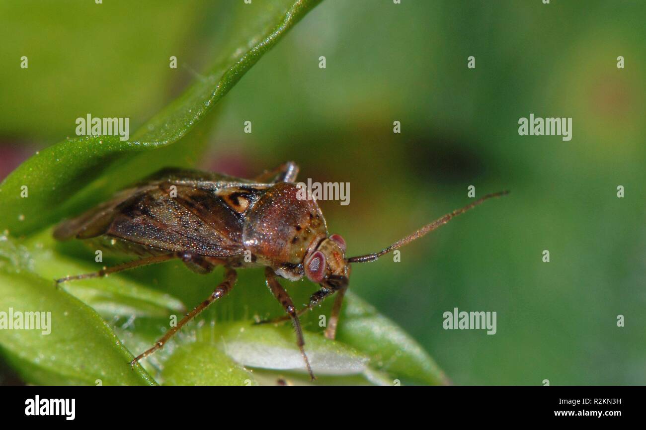 Anthocoridae hi-res stock photography and images - Alamy