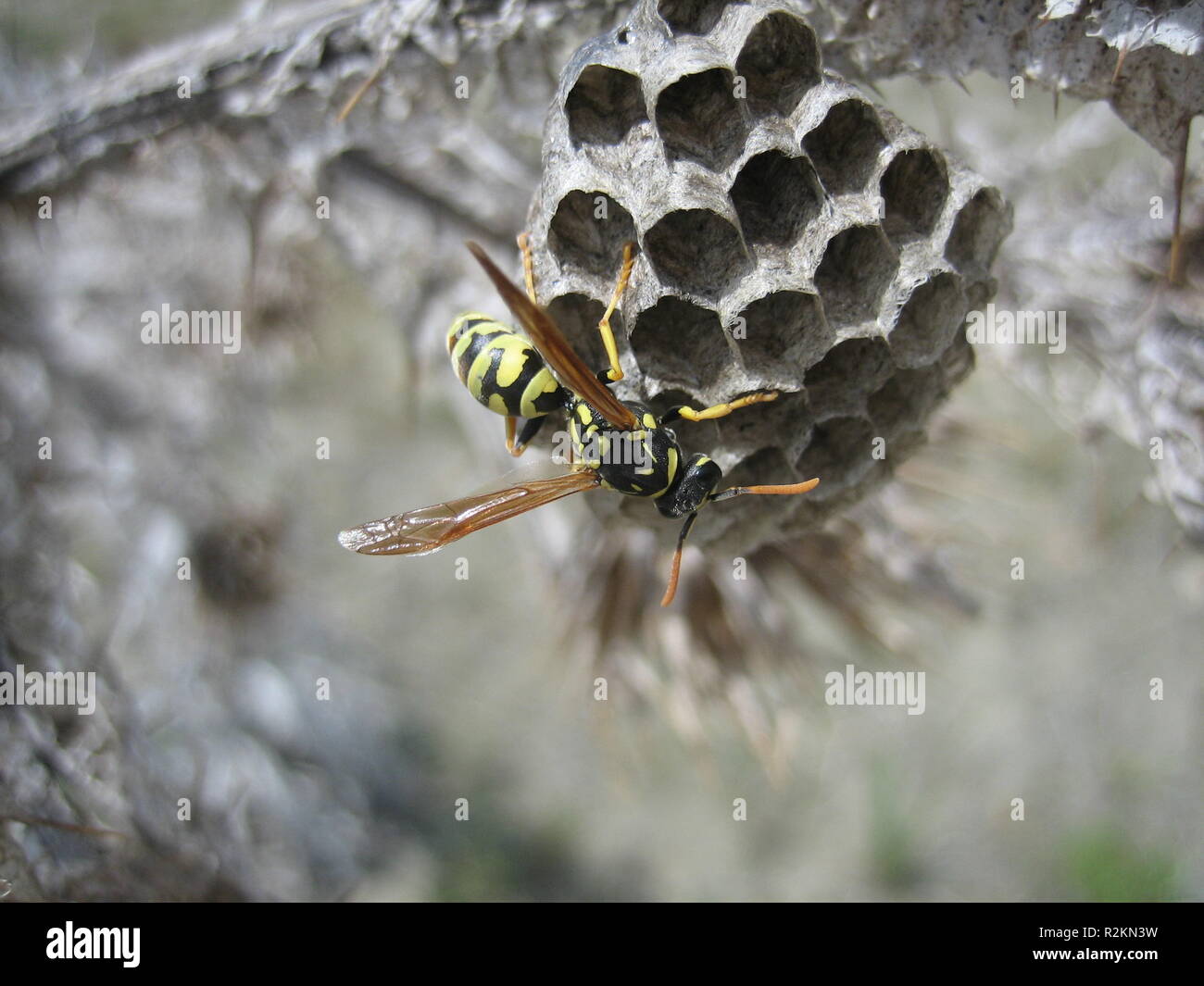 wasp house hunting Stock Photo - Alamy